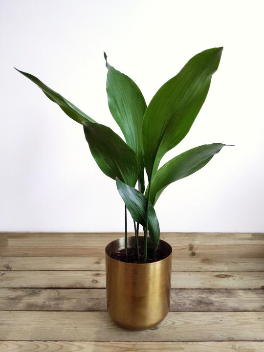 Aspidistra | How to care for your Jungle Houseplant – Jungle Houseplants