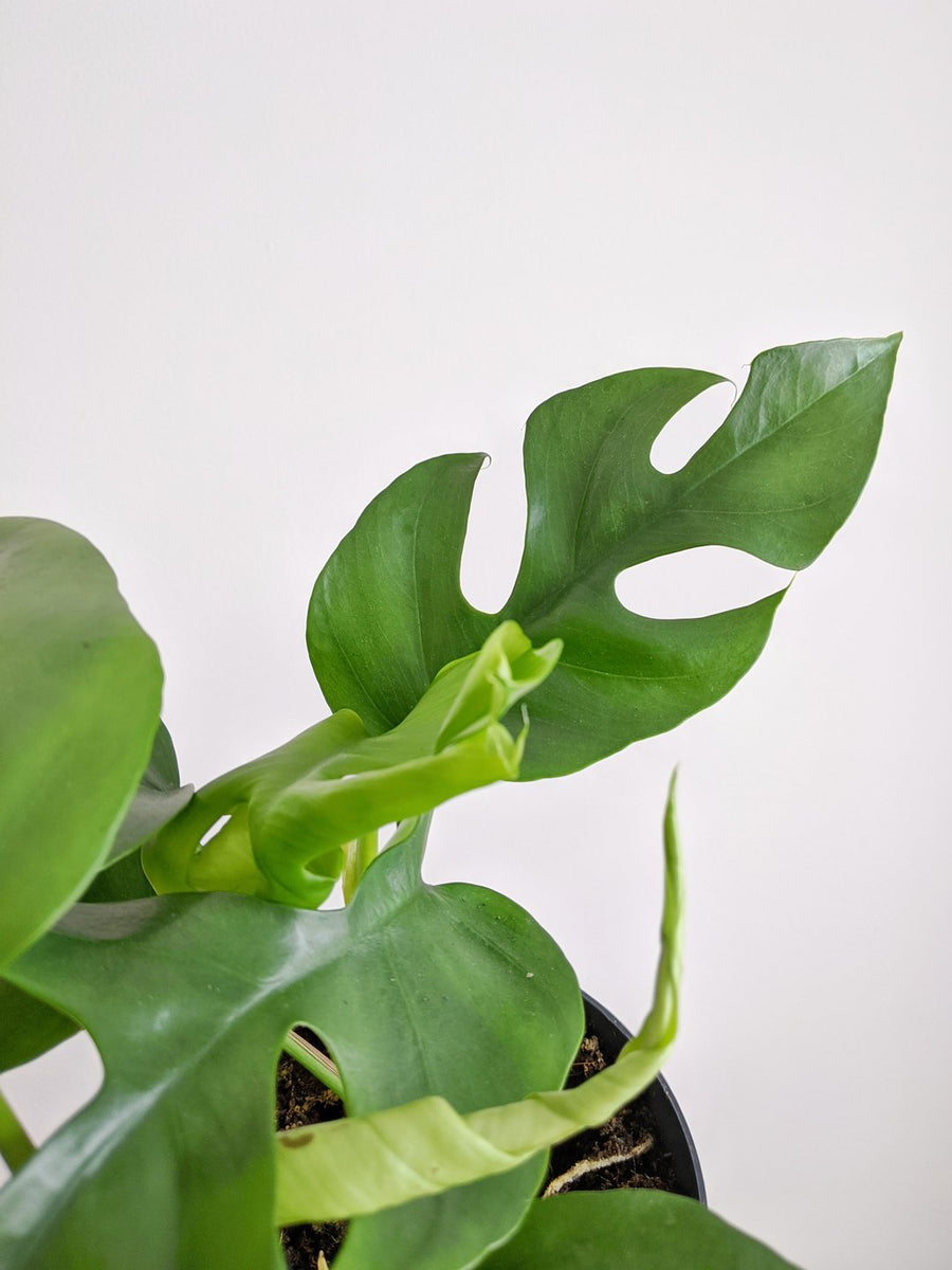 Monstera Minima | How to care for your Jungle Houseplant – Jungle ...