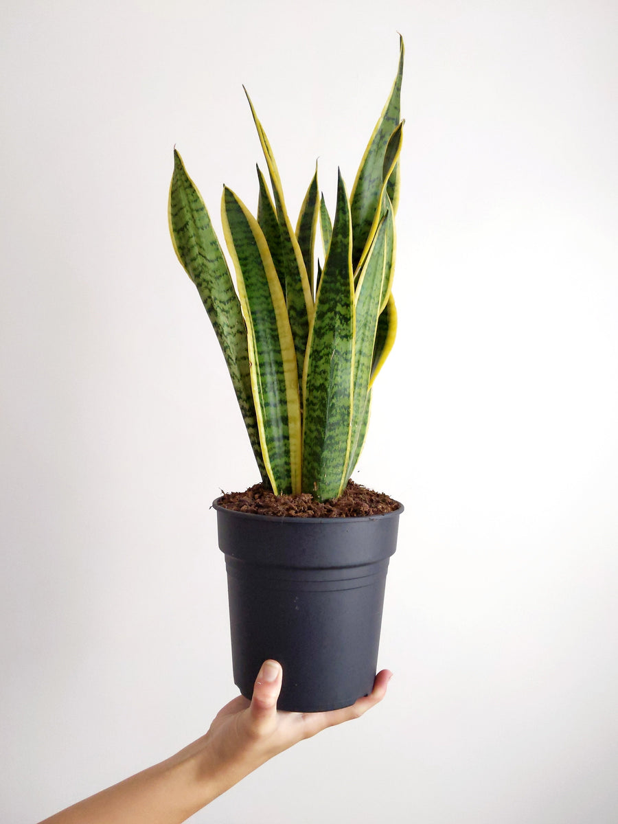 How to Repot a Snake Plant: A Practical, Trouble-Free Guide – Jungle ...