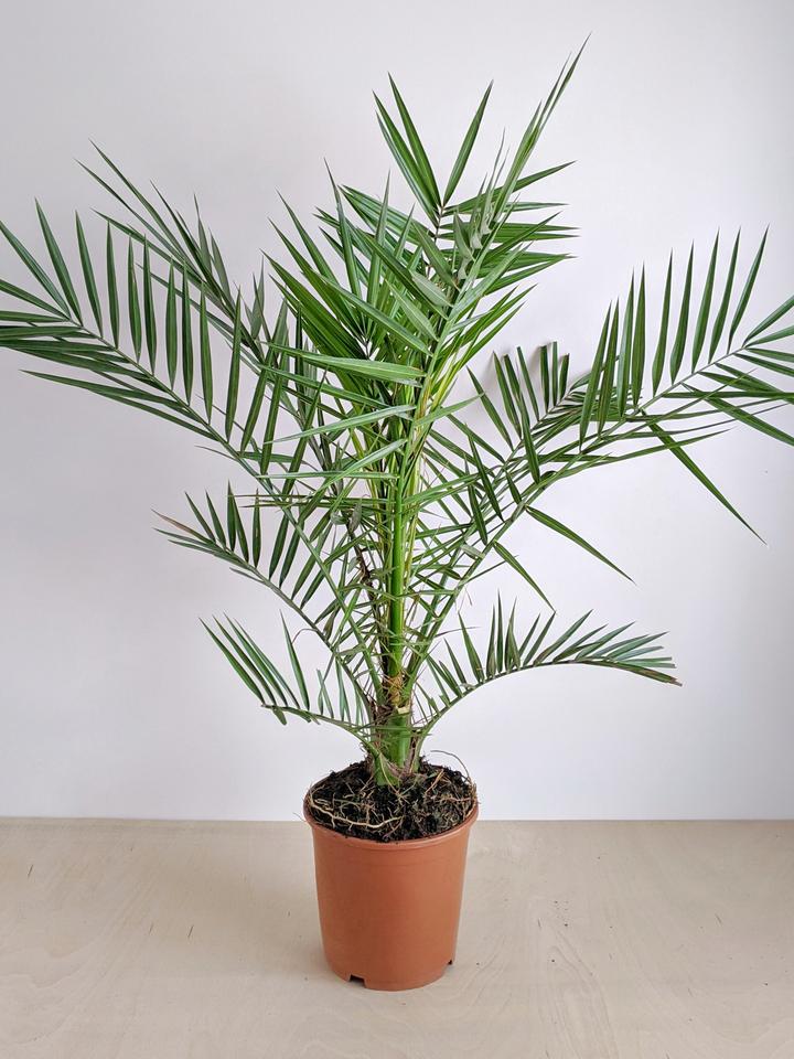 Date Palm | How to care for your Jungle Houseplant – Jungle Houseplants
