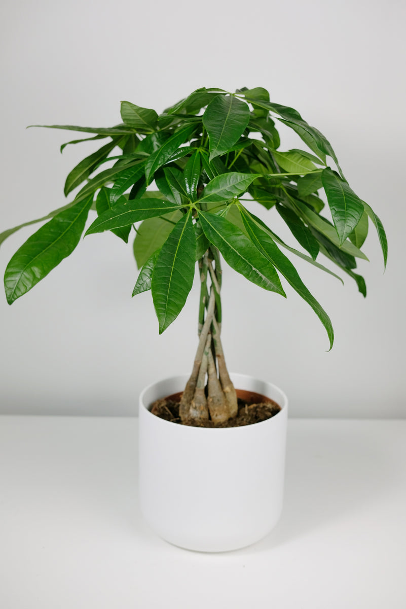 Pachira Aquatica | Provision Tree – Jungle Houseplants