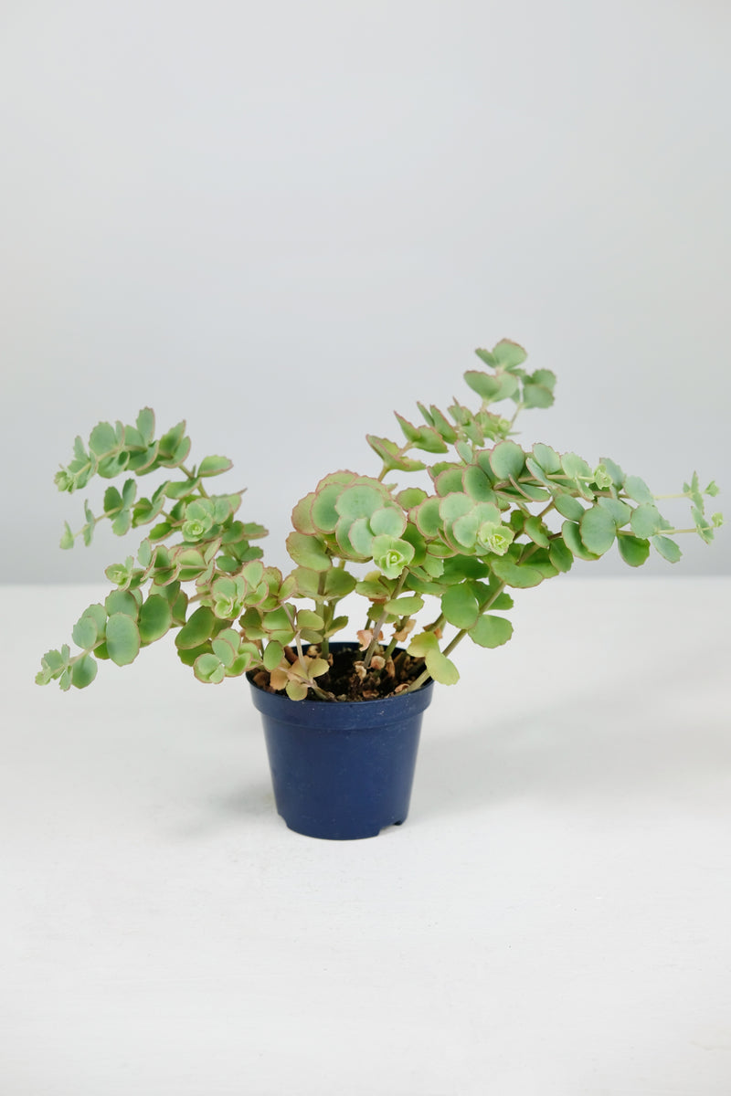 Sedum Hylotelephium sieboldii – Jungle Houseplants