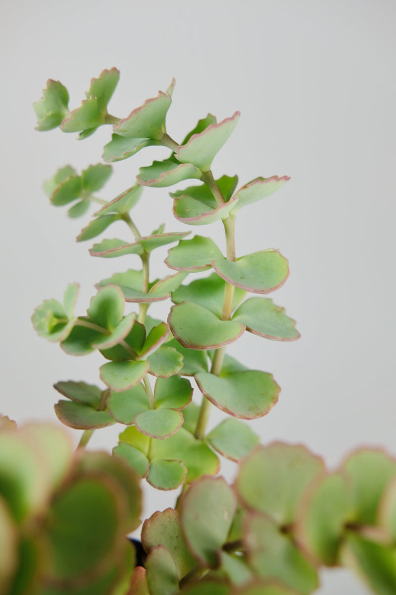 Sedum Hylotelephium sieboldii – Jungle Houseplants