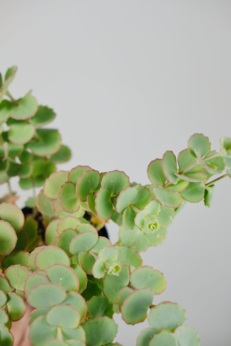 Sedum Hylotelephium sieboldii – Jungle Houseplants