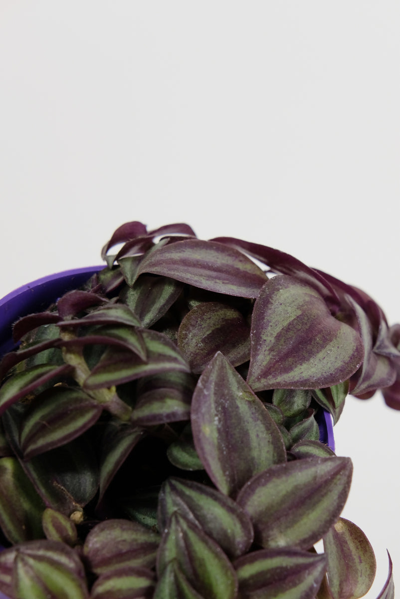 Tradescantia Zebrina | Purple Inch Plant – Jungle Houseplants