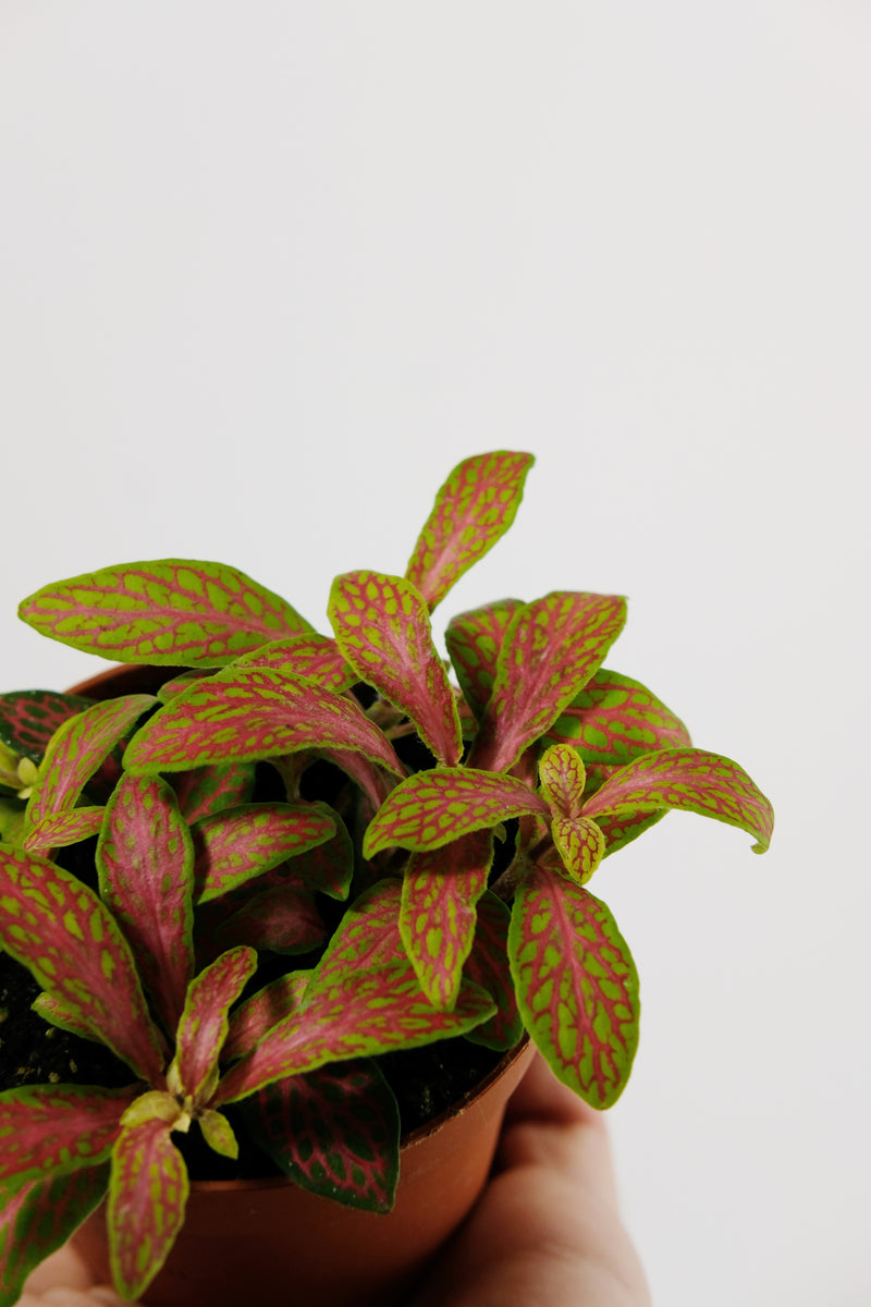 Fittonia Neon Pink | Nerve Plant Neon Pink – Jungle Houseplants