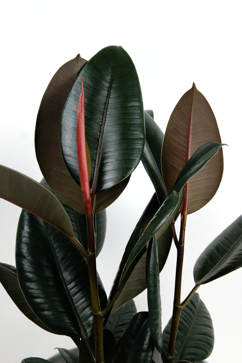 Ficus Elastica Abidjan Large | Large Rubber Tree Abidjan – Jungle ...