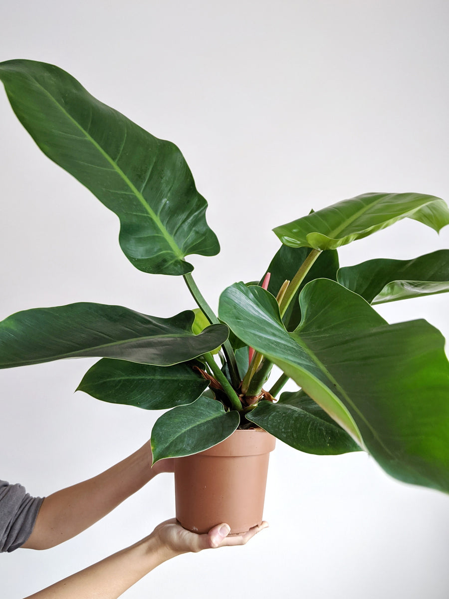 Philodendron Imperial Green – Jungle Houseplants