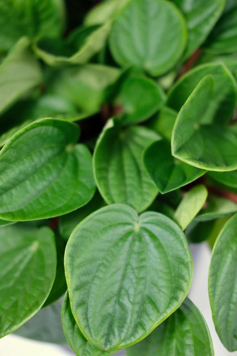 Peperomia Rana Verde | Radiator Plant – Jungle Houseplants