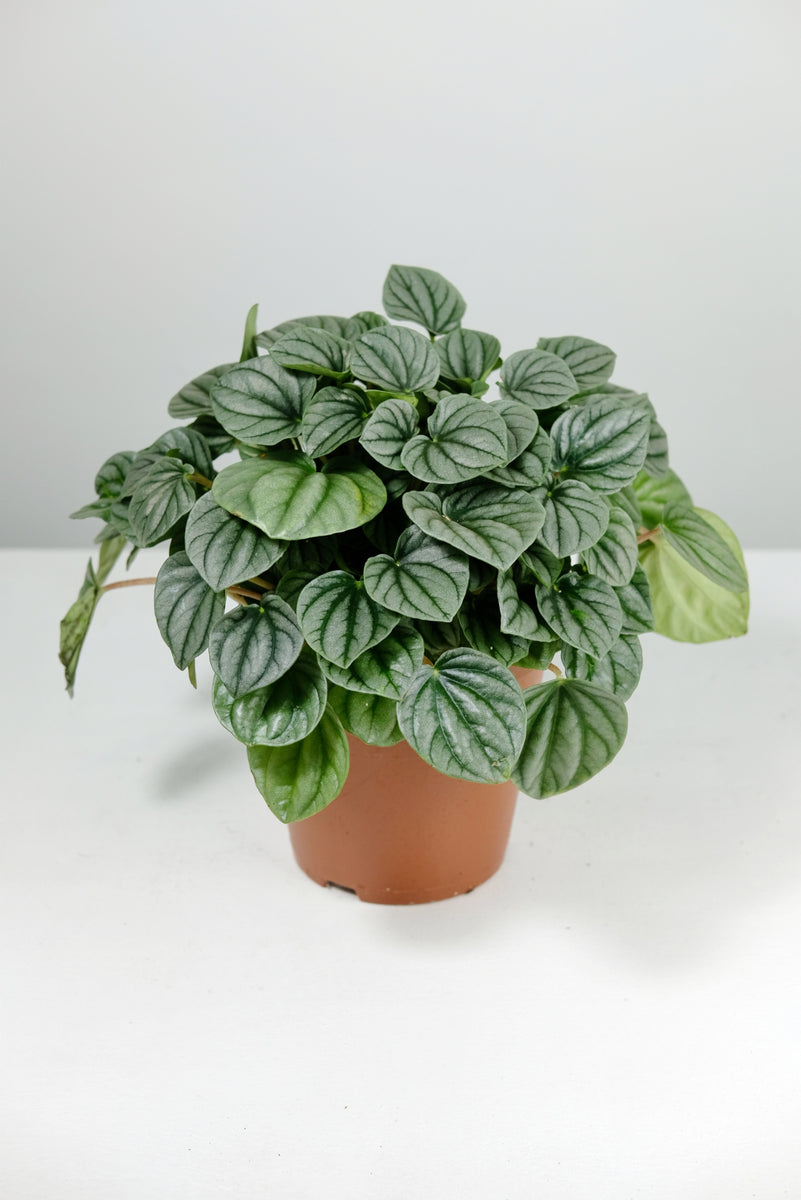 Peperomia Moonlight – Jungle Houseplants