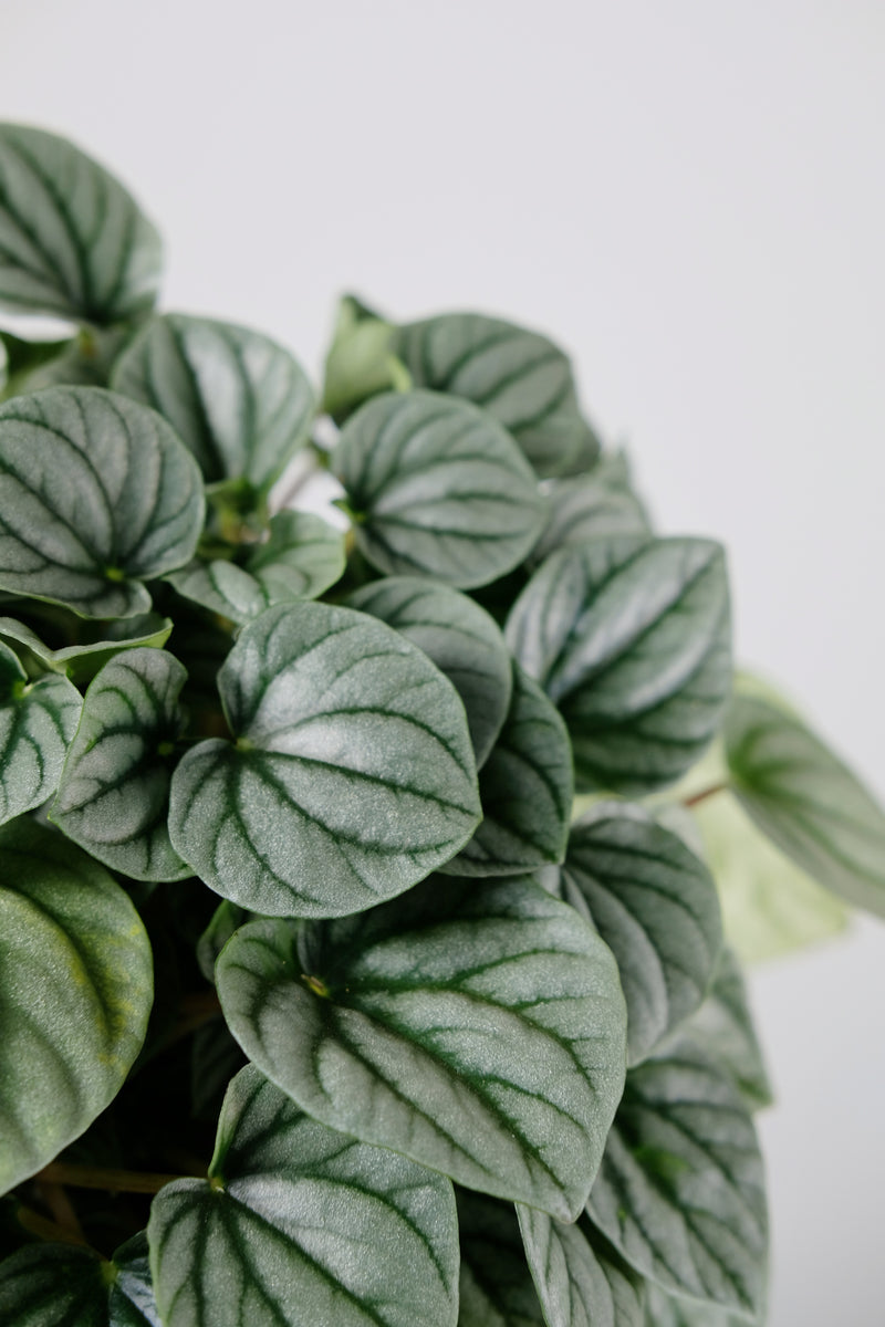 Peperomia Moonlight – Jungle Houseplants