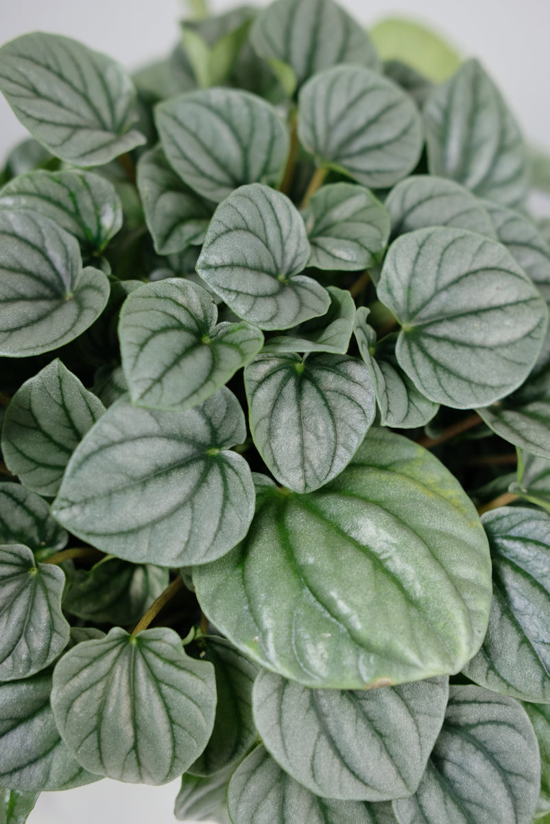 Peperomia Moonlight – Jungle Houseplants