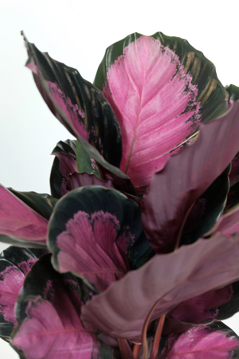 Calathea Roseopicta ' Rosey' – Jungle Houseplants