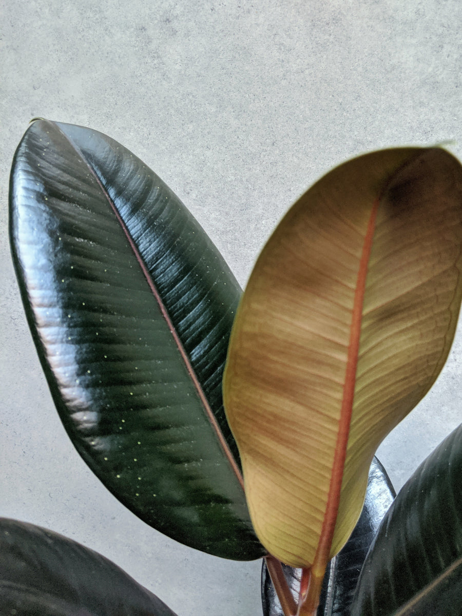 Ficus Elastic Abidjan | Baby Rubber Tree Abidjan – Jungle Houseplants