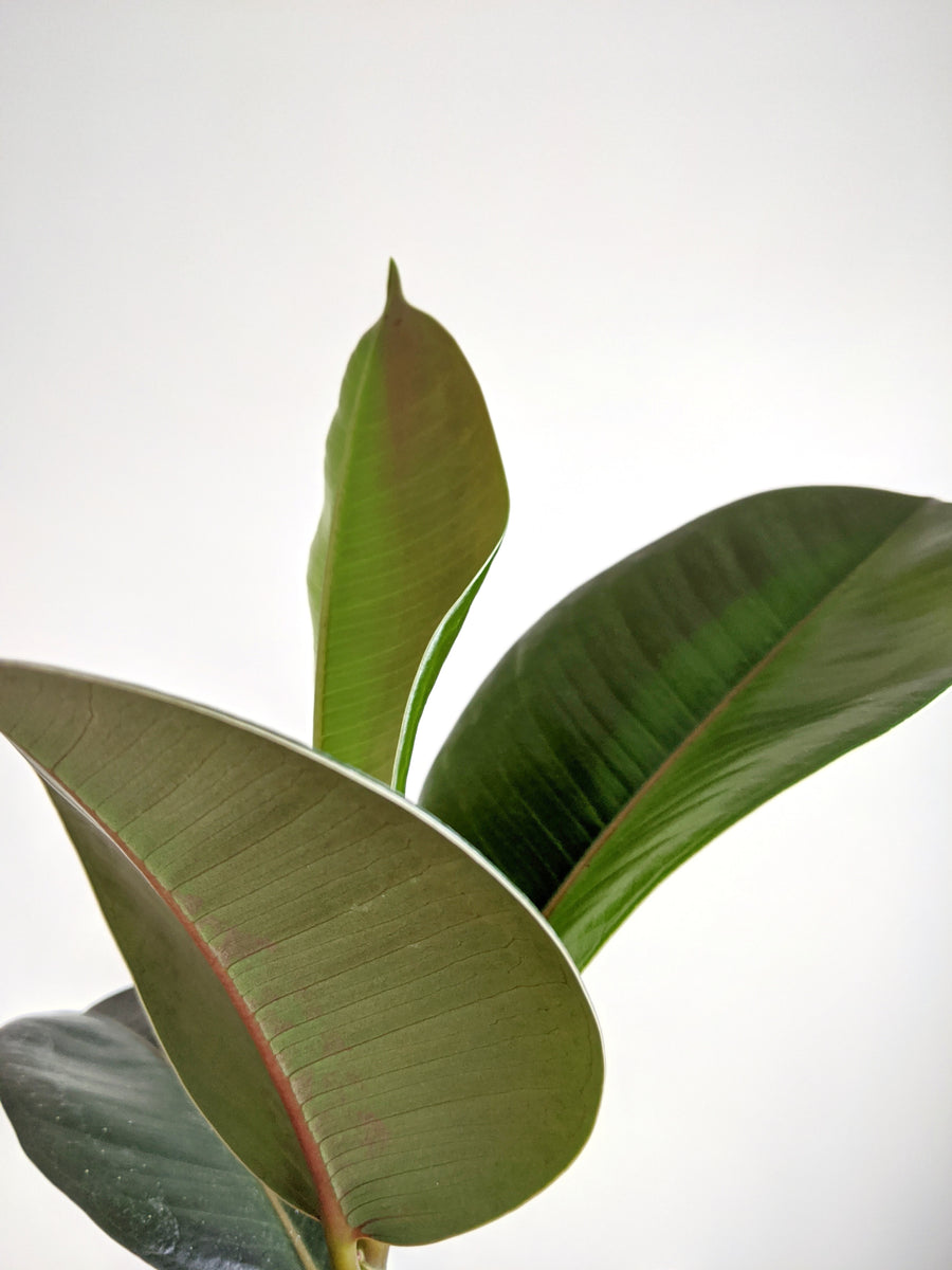 Ficus Elastica Robusta | Baby Rubber Tree – Jungle Houseplants