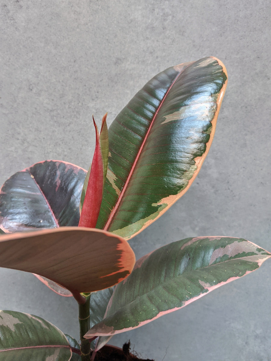 Ficus Elastica Ruby | Baby Rubber Tree Ruby – Jungle Houseplants