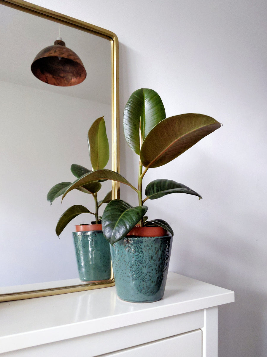 Ficus Elastica Robusta | Baby Rubber Tree – Jungle Houseplants