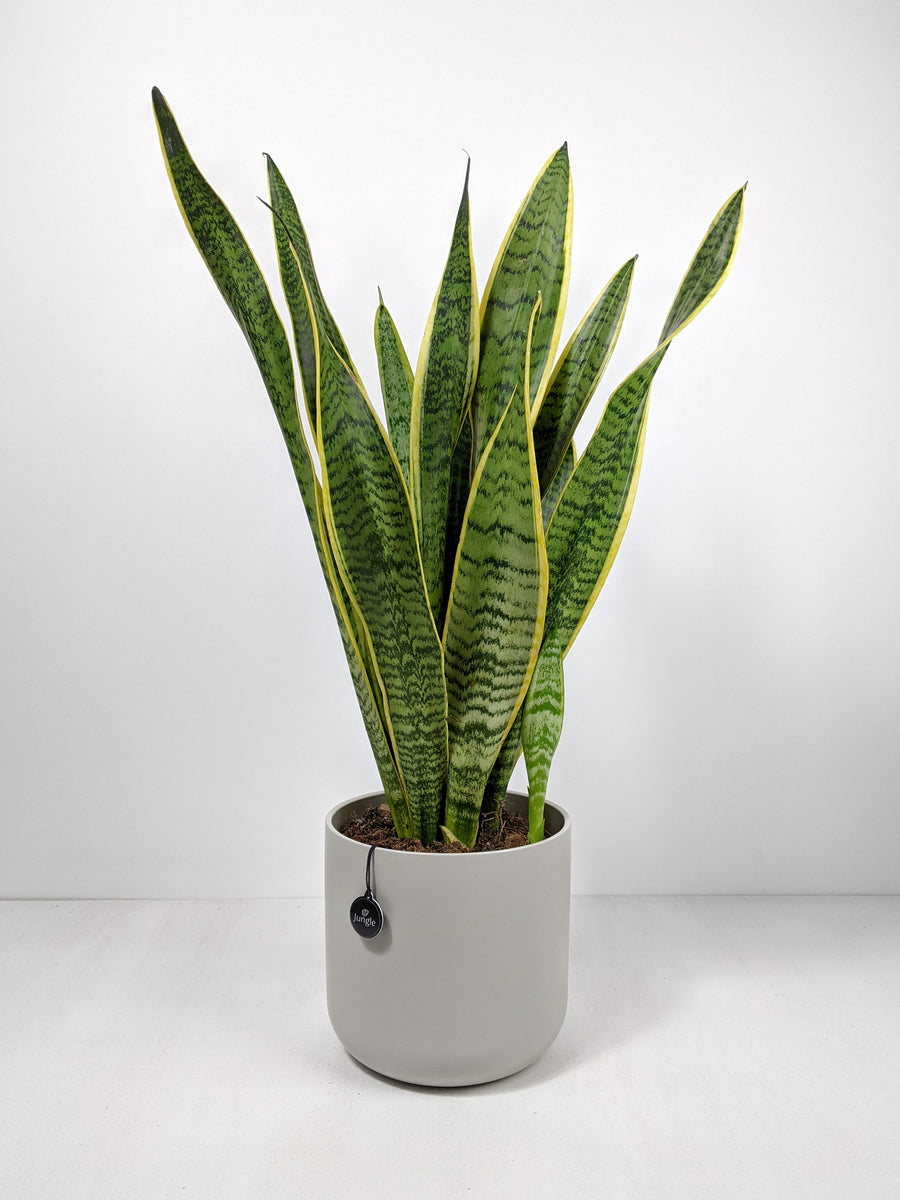 Sansevieria Trifasciata Laurentii | Snake Plant – Jungle Houseplants