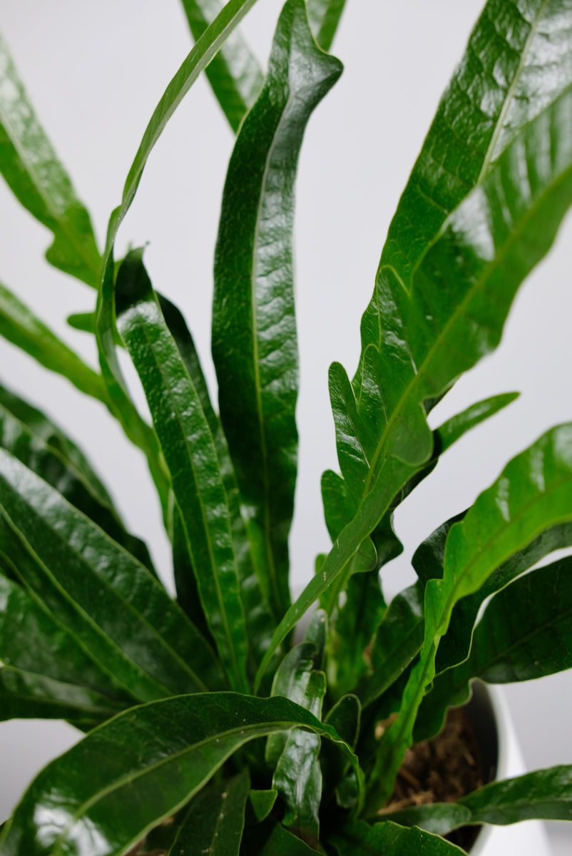 Aglaomorpha coronans | Snake Leaf Fern – Jungle Houseplants