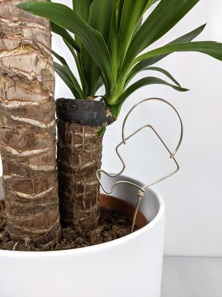 Watering Can Plant Topper – Jungle Houseplants