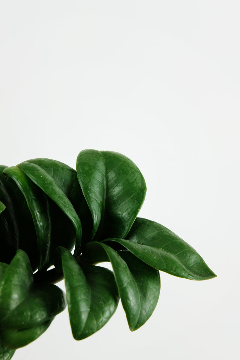 Zamioculcas zamiifolia Zenzi | ZZ Zenzi – Jungle Houseplants